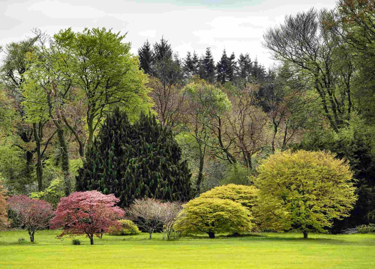 The John F. Kennedy Arboretum | Heritage Ireland