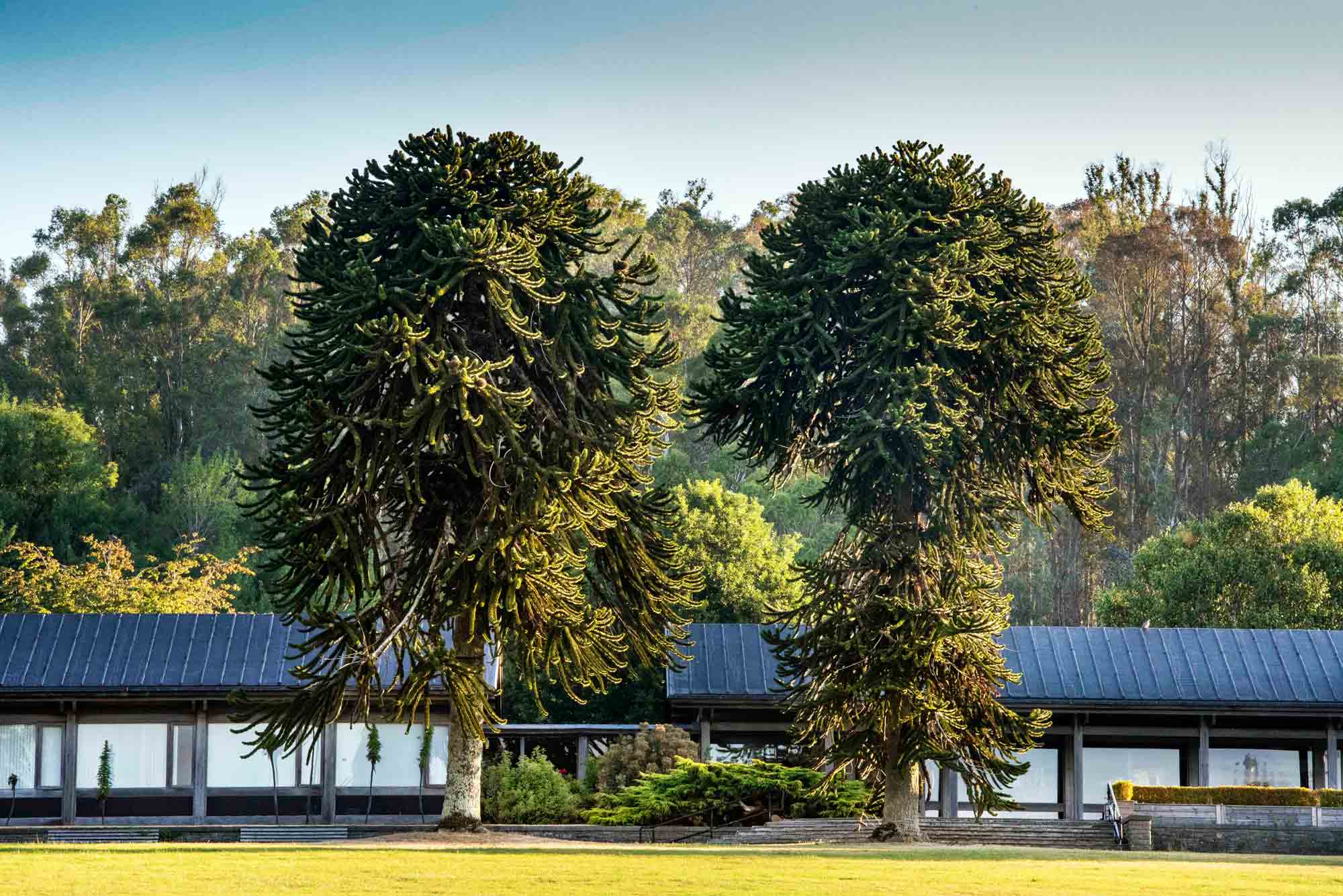 The John F. Kennedy Arboretum | Heritage Ireland
