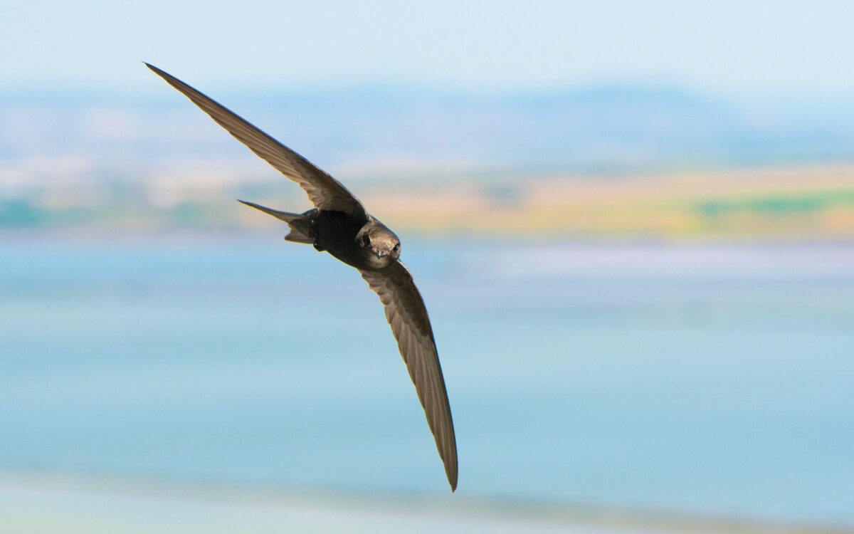 OPW Swift Initiative | Heritage Ireland