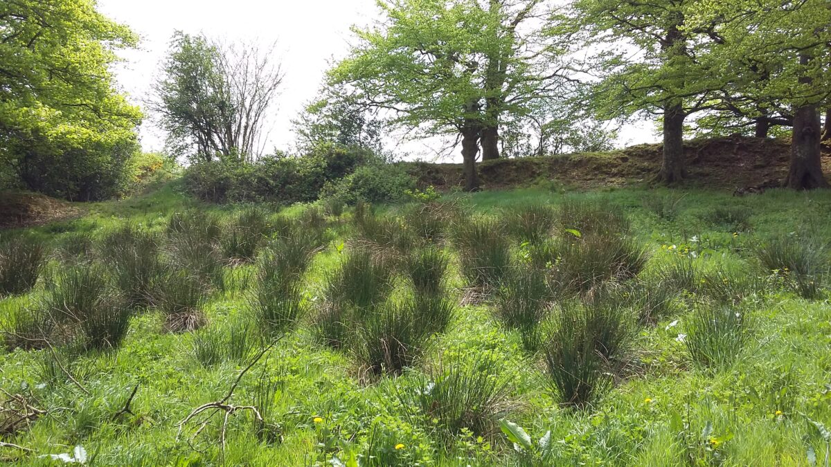 Larkfield Ringfort | Heritage Ireland
